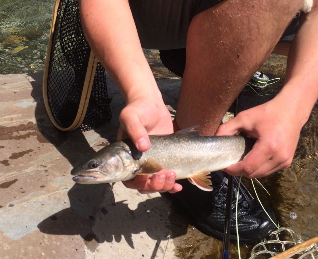 Bull Trout in Alberta | The Bushwhackers Society