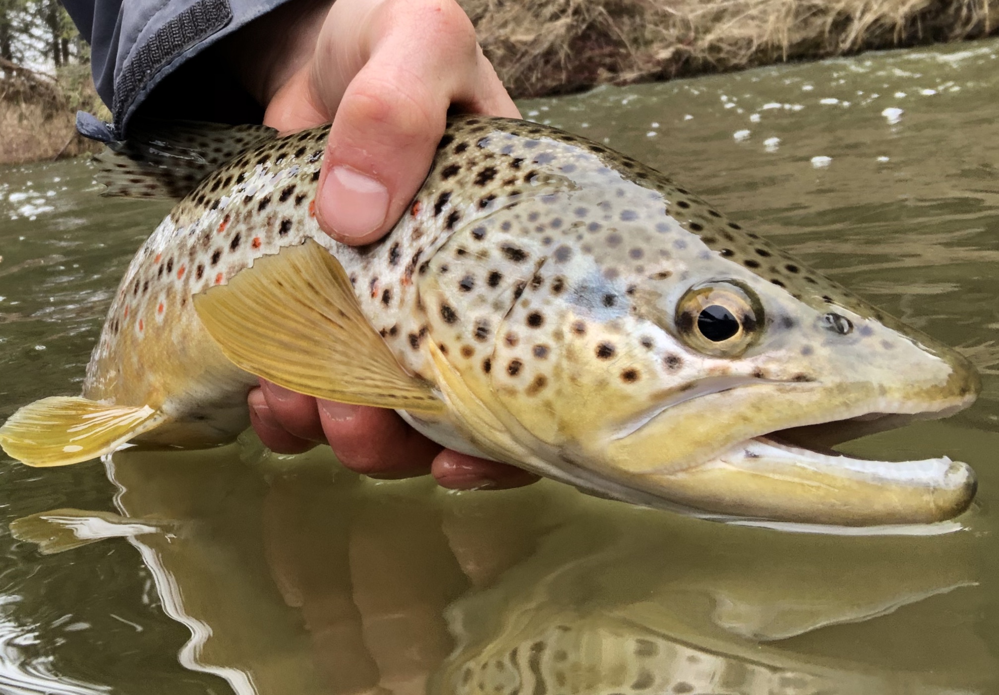 Fly-Fishing in the Selfie Era: A reminder about Proper Fish Handling ...