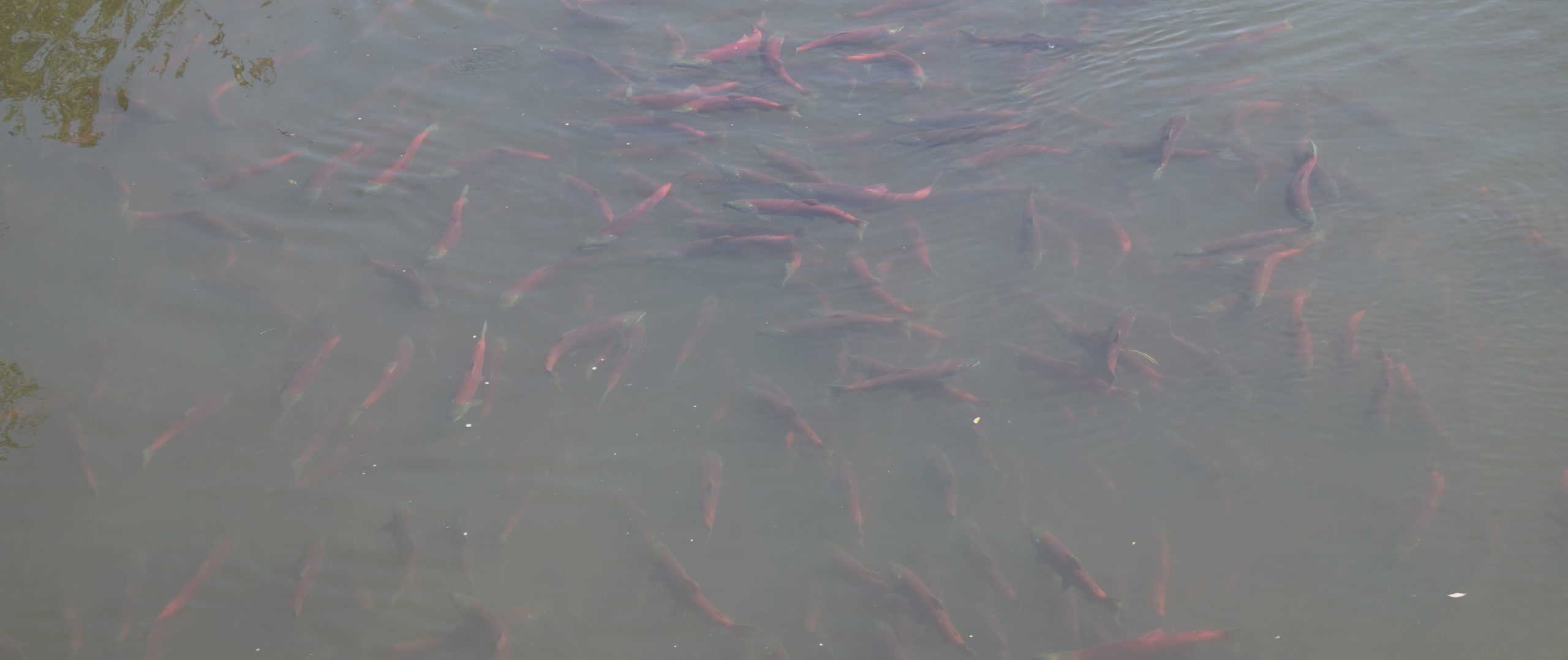 Salmon Conservation | The Bushwhackers Society